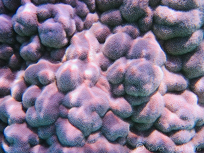 Snorkeling in the Cook Islands | As Her World Turns